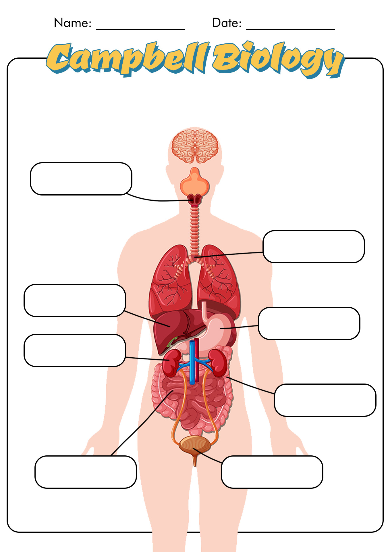 11 Best Images Of Digestive System Worksheet Answer Key Digestive 11 Best Images Of Digestive System Worksheet Answer Key Digestive