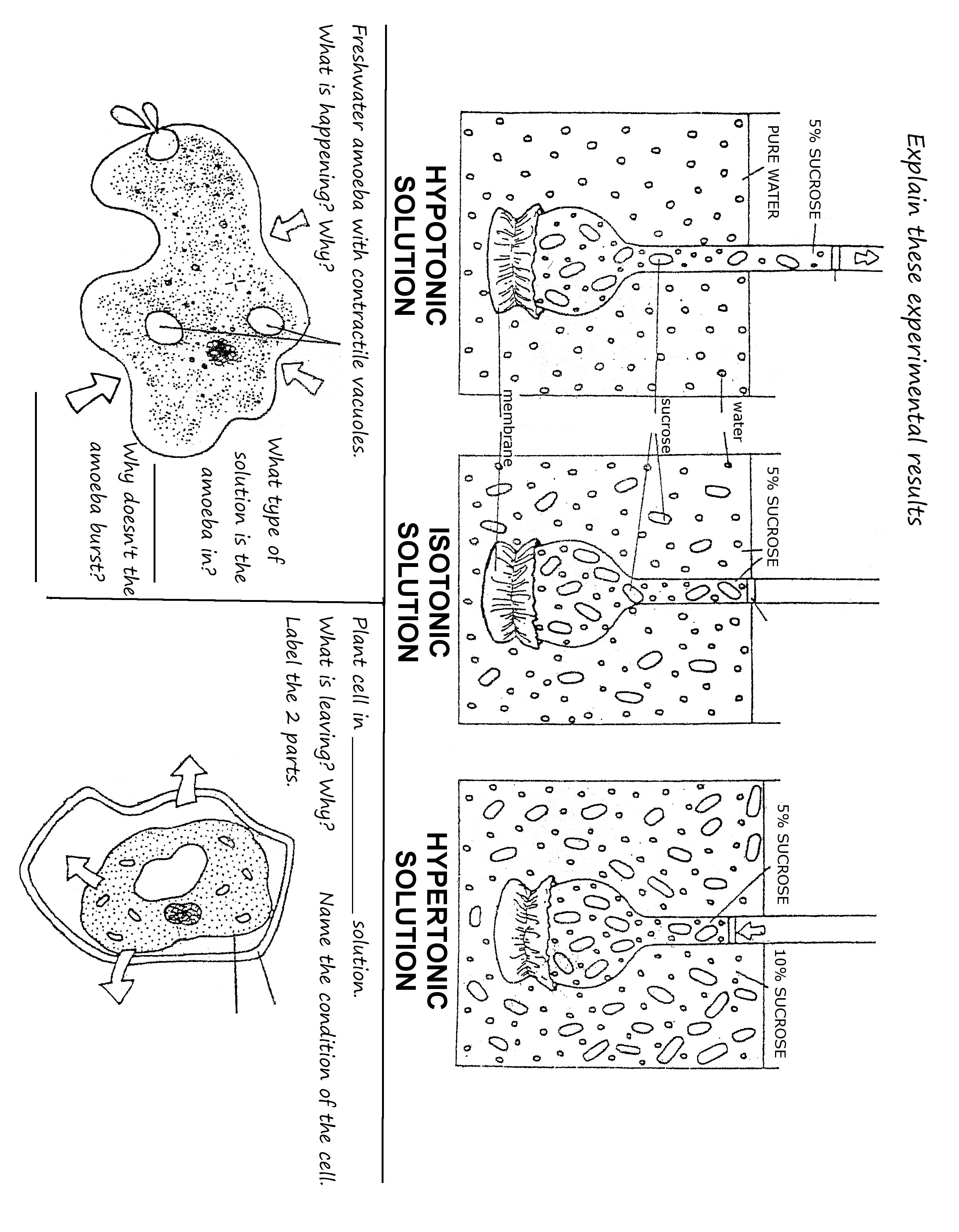 13 Best Images of Plant Structure And Function Worksheet - Plant Cell ... 13 Best Images of Plant Structure And Function Worksheet - Plant Cell ...
