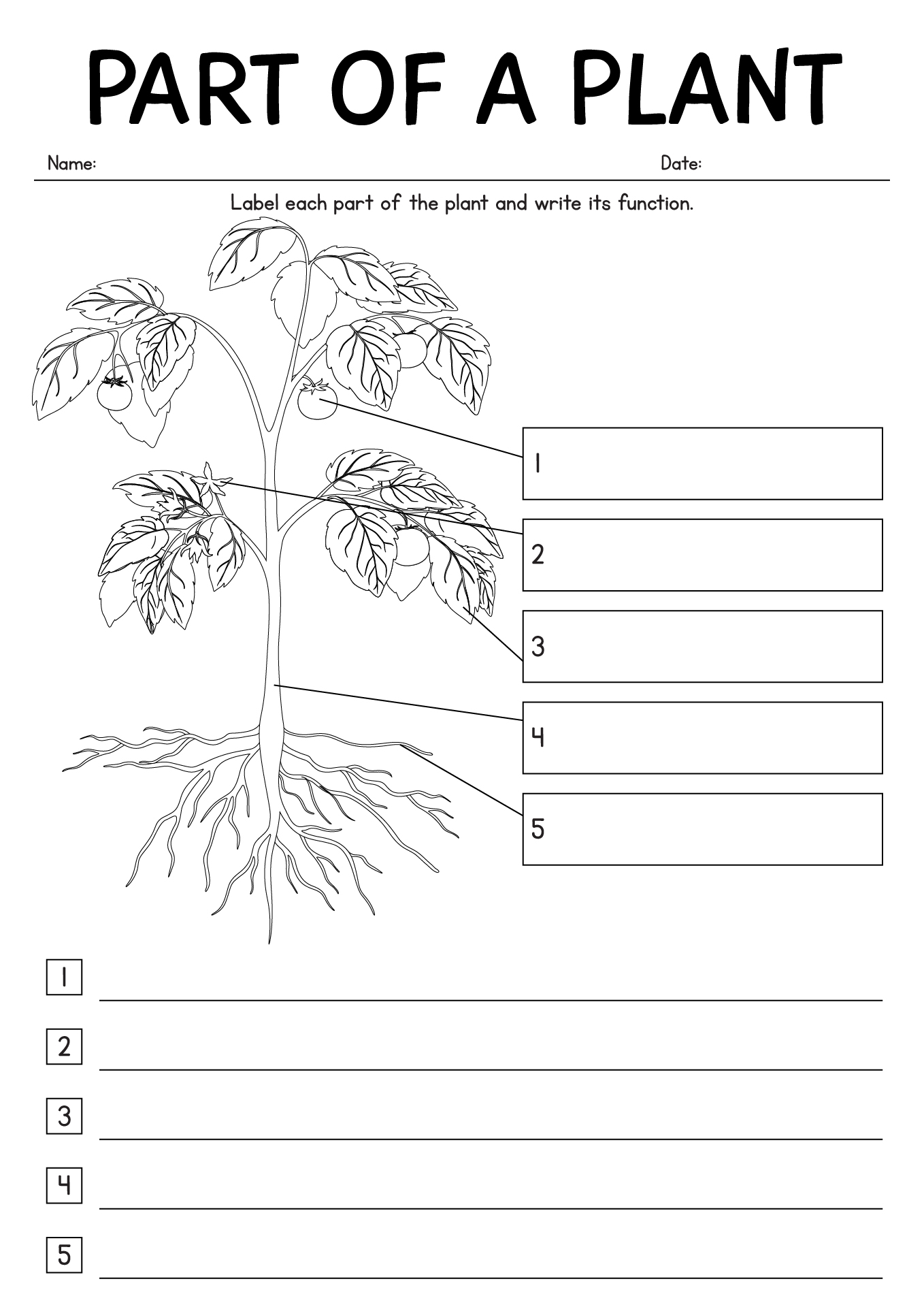 13 Best Images Of Plant Parts And Functions Worksheet Label Plant