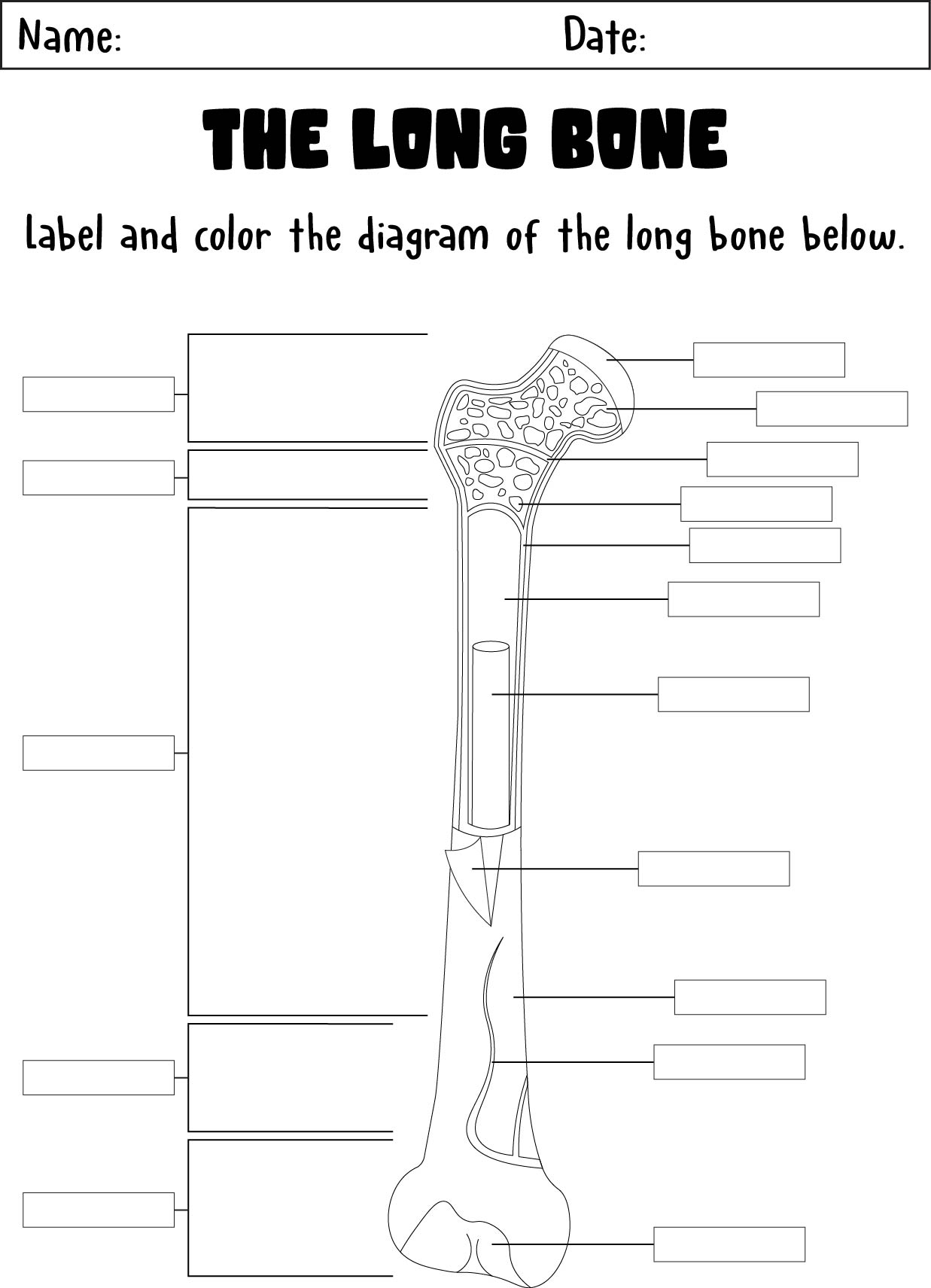 12 Best Images Of Anatomy Practice Worksheets Skull Bones Worksheet 