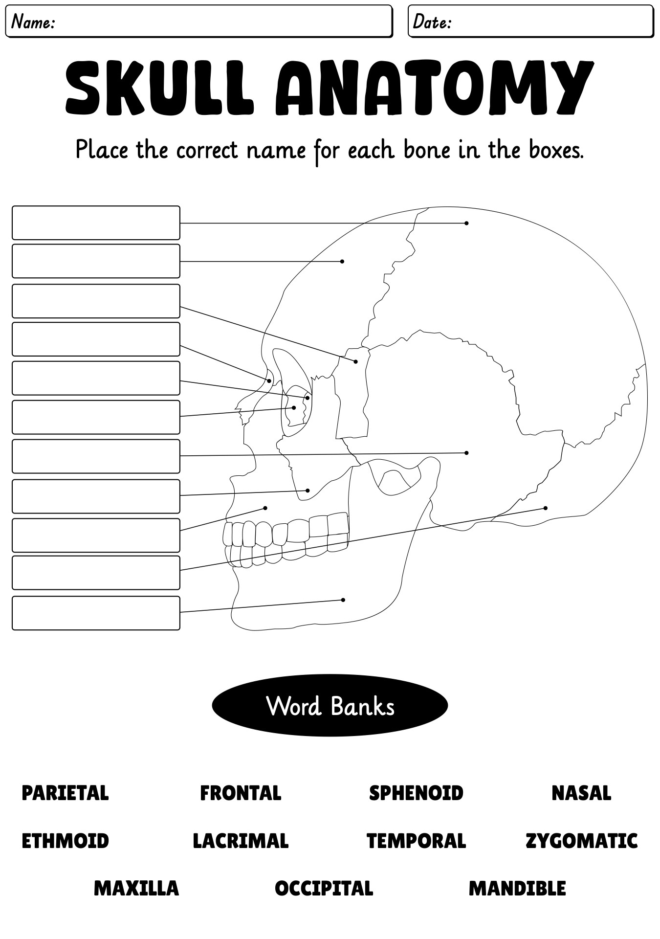 13 Best Images Of Printable Skeleton Worksheets Skull Axial Skeleton 