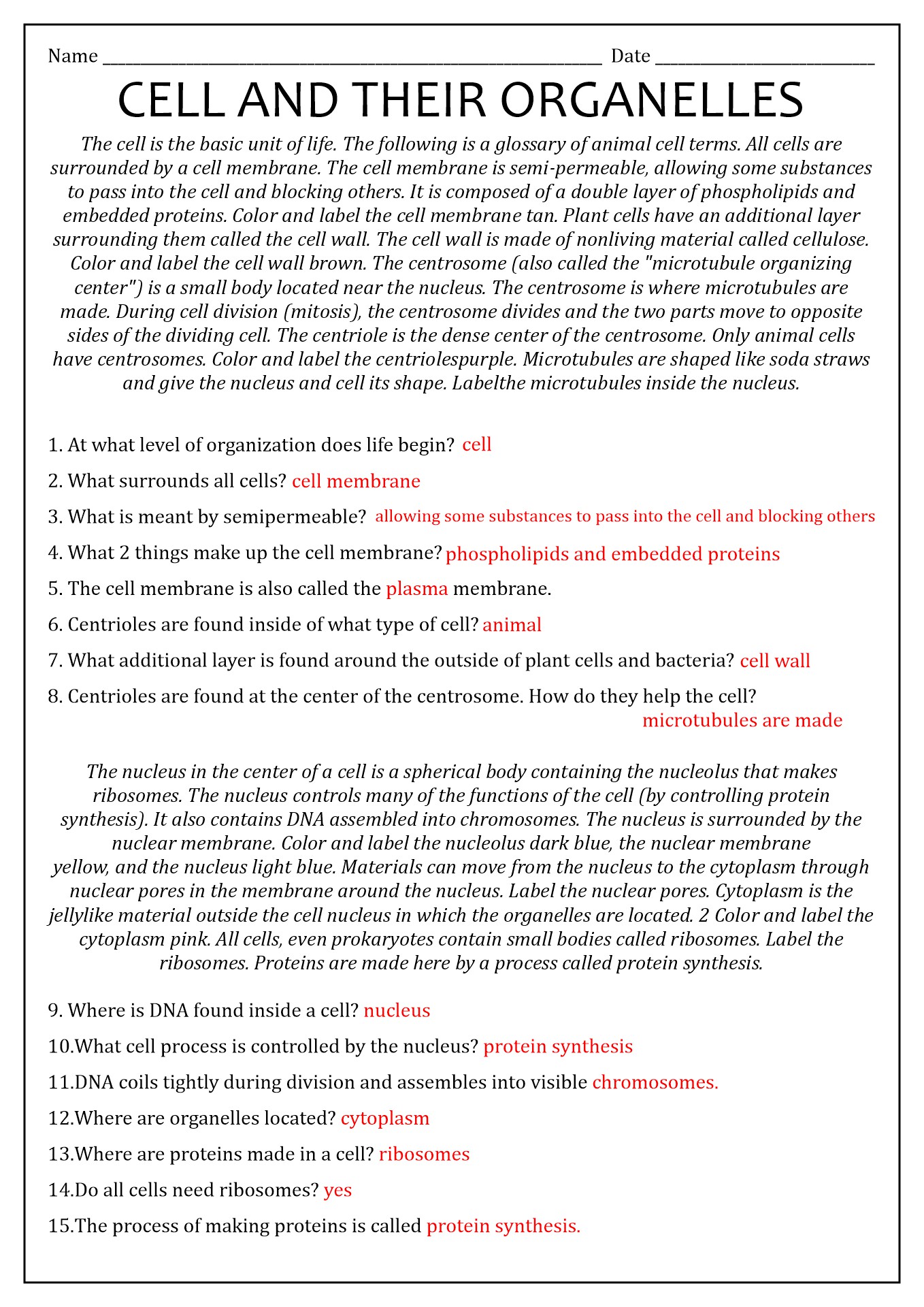 16 Best Images Of Cells And Their Organelles Worksheet Cell 