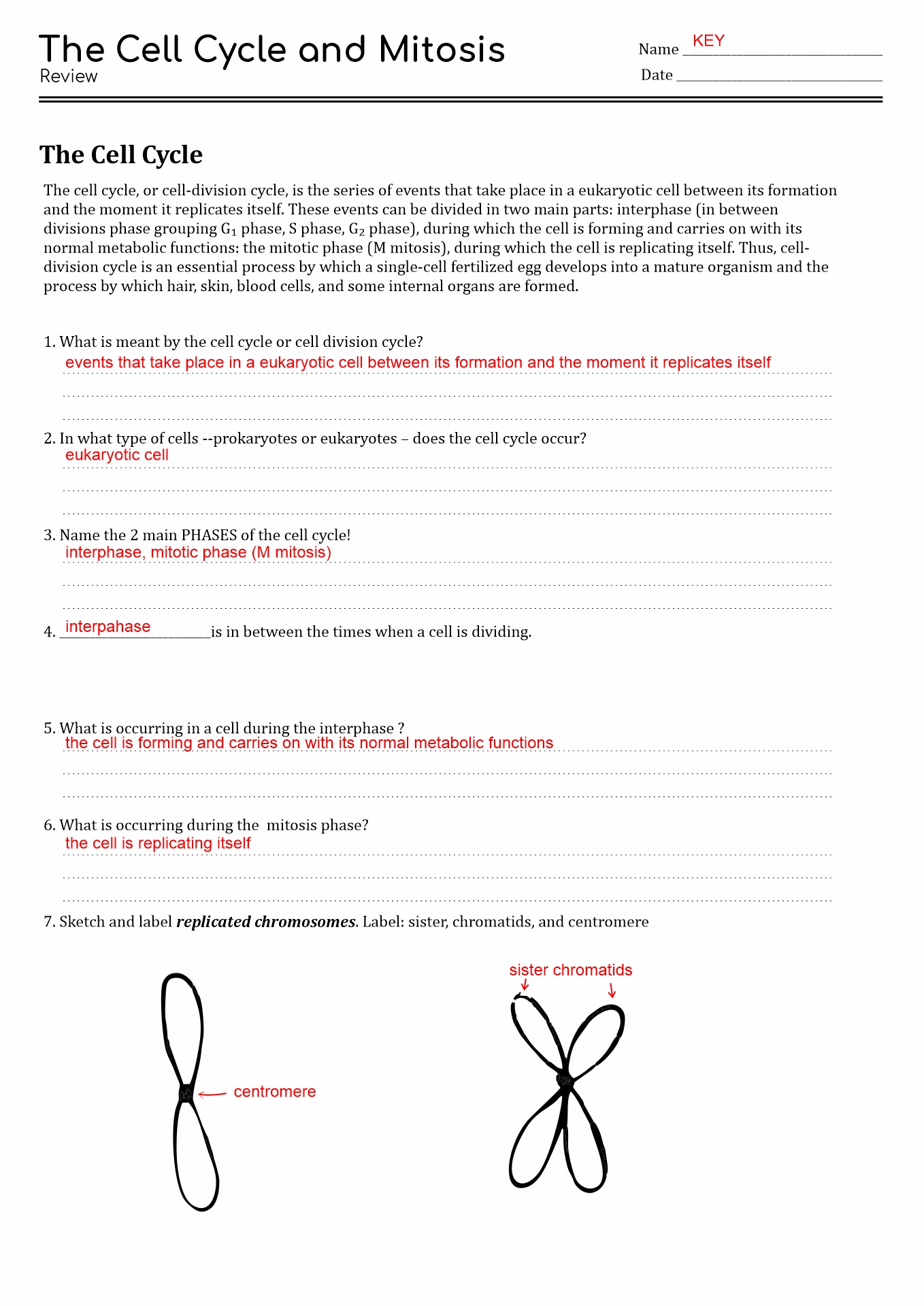 13 Best Images Of The Cell Cycle Worksheet Study Guide Cell Cycle