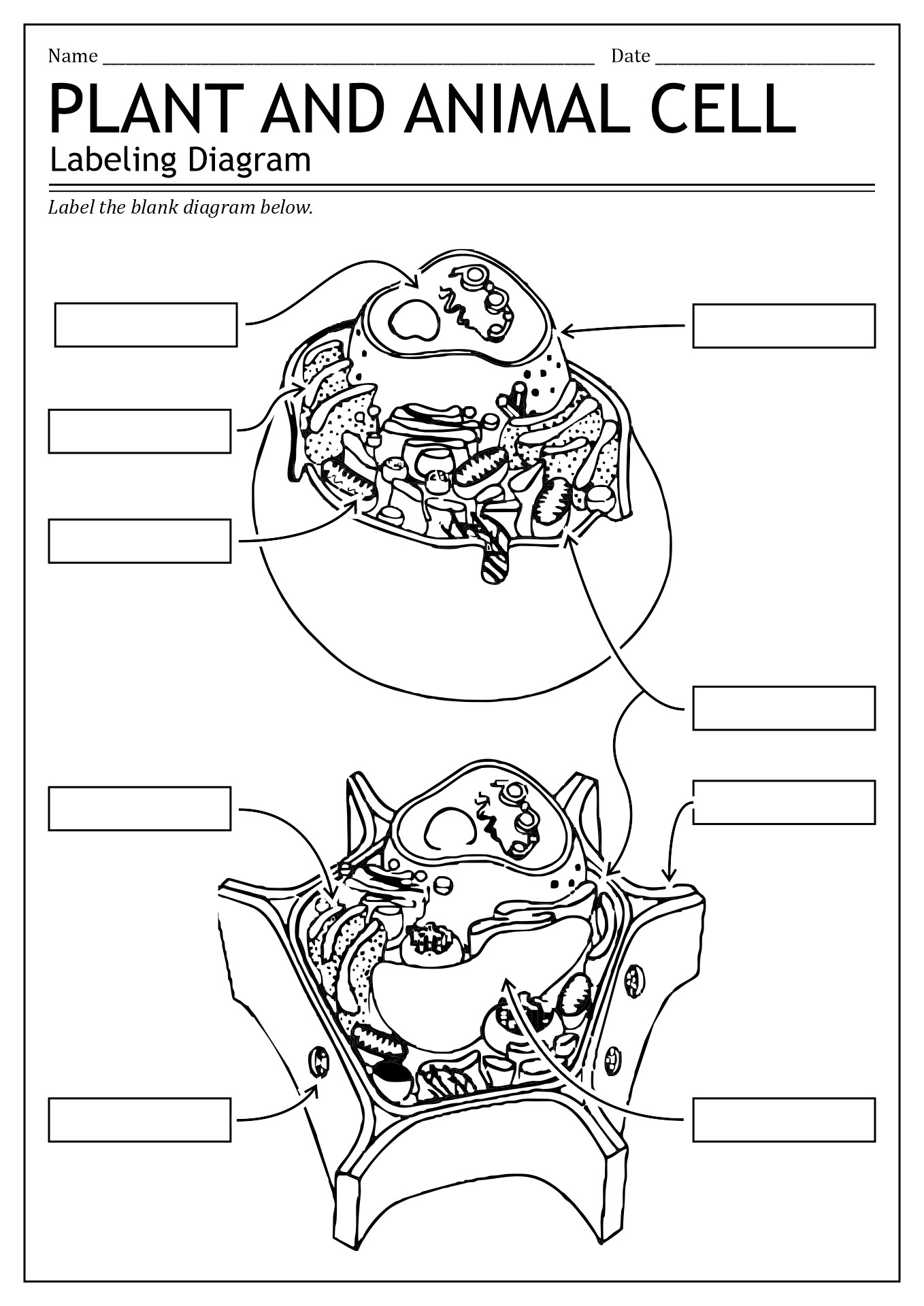 14 Best Images Of Label Cell Organelles Worksheet Label Animal Cell 