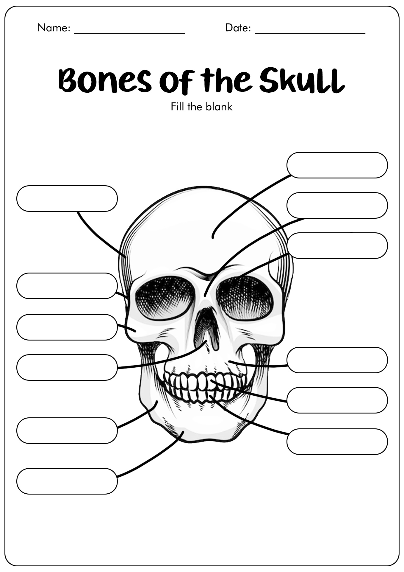15 Best Images Of Skull Labeling Worksheets Skull Bones Unlabeled 