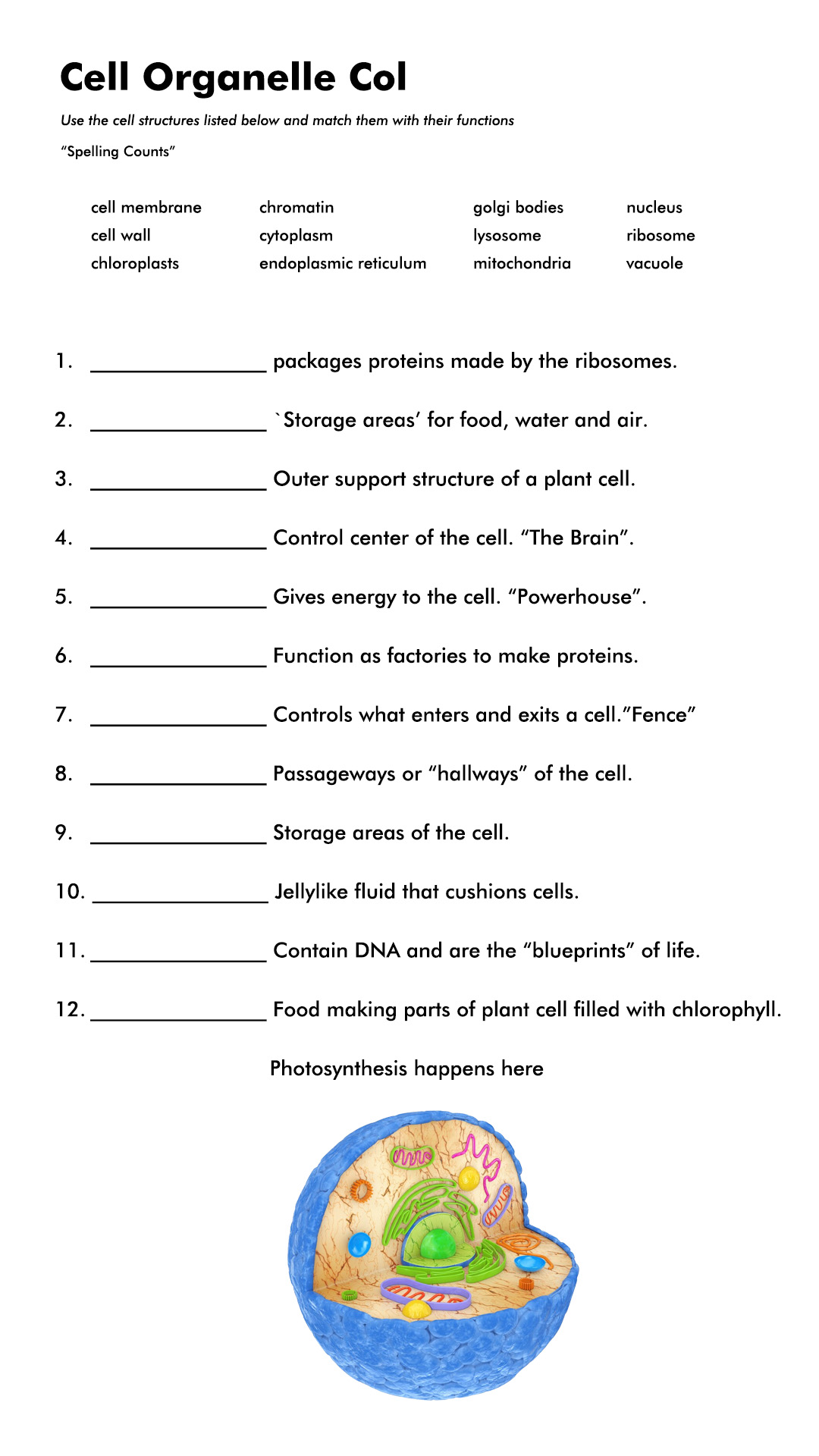 14 Best Images Of Cell Organelle Riddles Worksheet Answers Cells And 