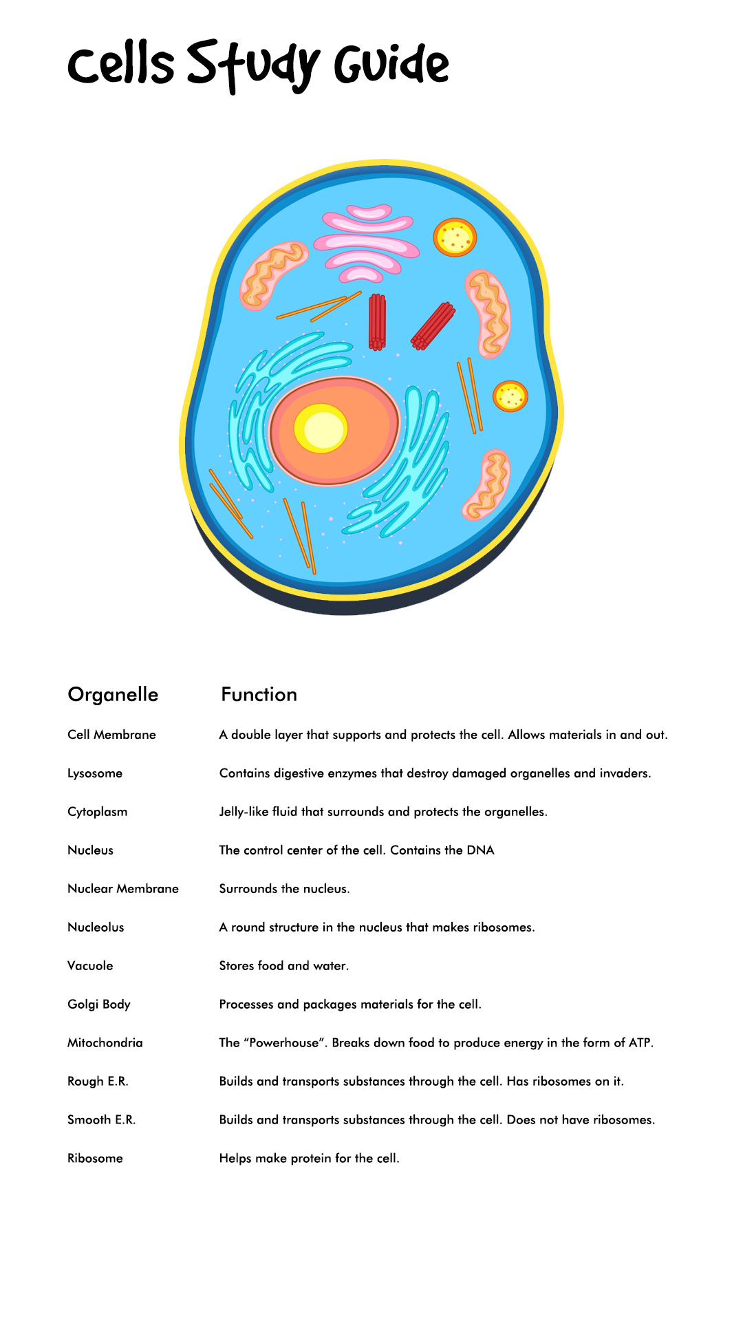 14 Best Images Of Cell Organelle Riddles Worksheet Answers Cells And