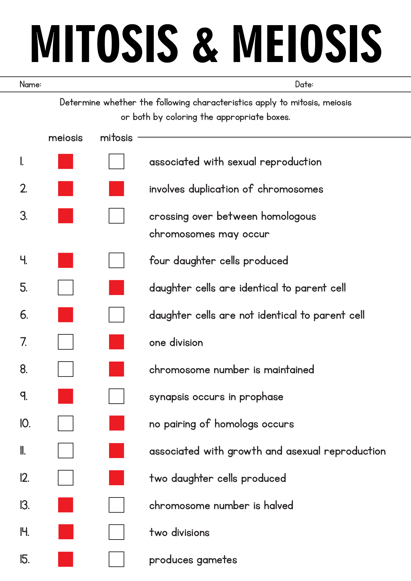 15 Best Images Of Phases Of Meiosis Worksheet Meiosis Stages