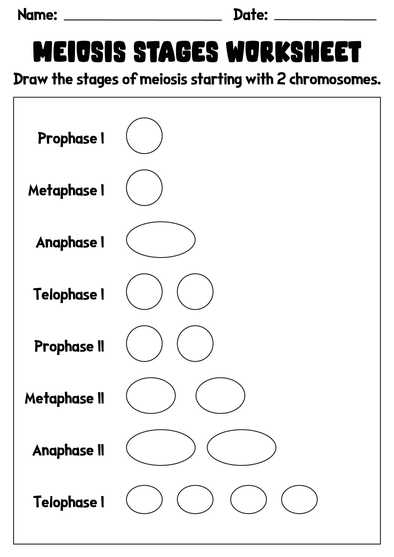 15 Best Images Of Phases Of Meiosis Worksheet Meiosis Stages 