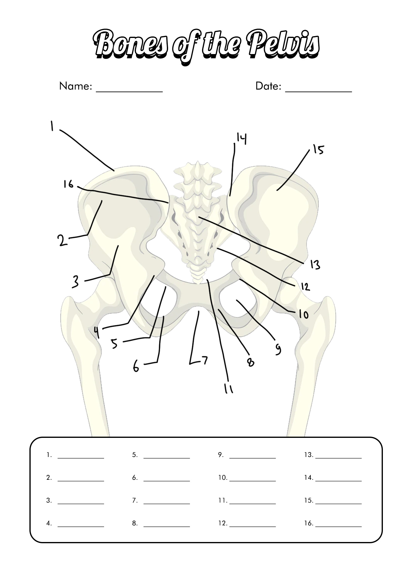  DIAGRAM Respiratory System Diagram Blank With Answers FIVEDIAGRAMS 