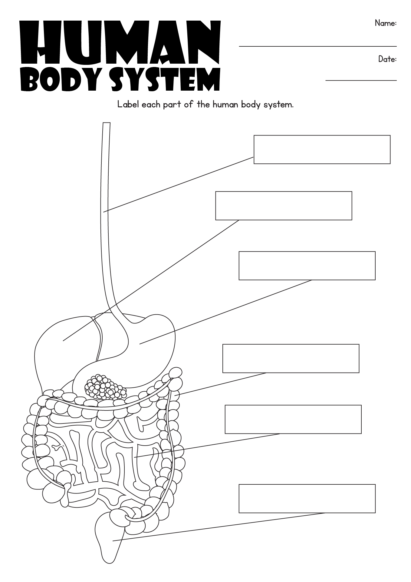 Printable Anatomy Worksheets For College Printable Blank World