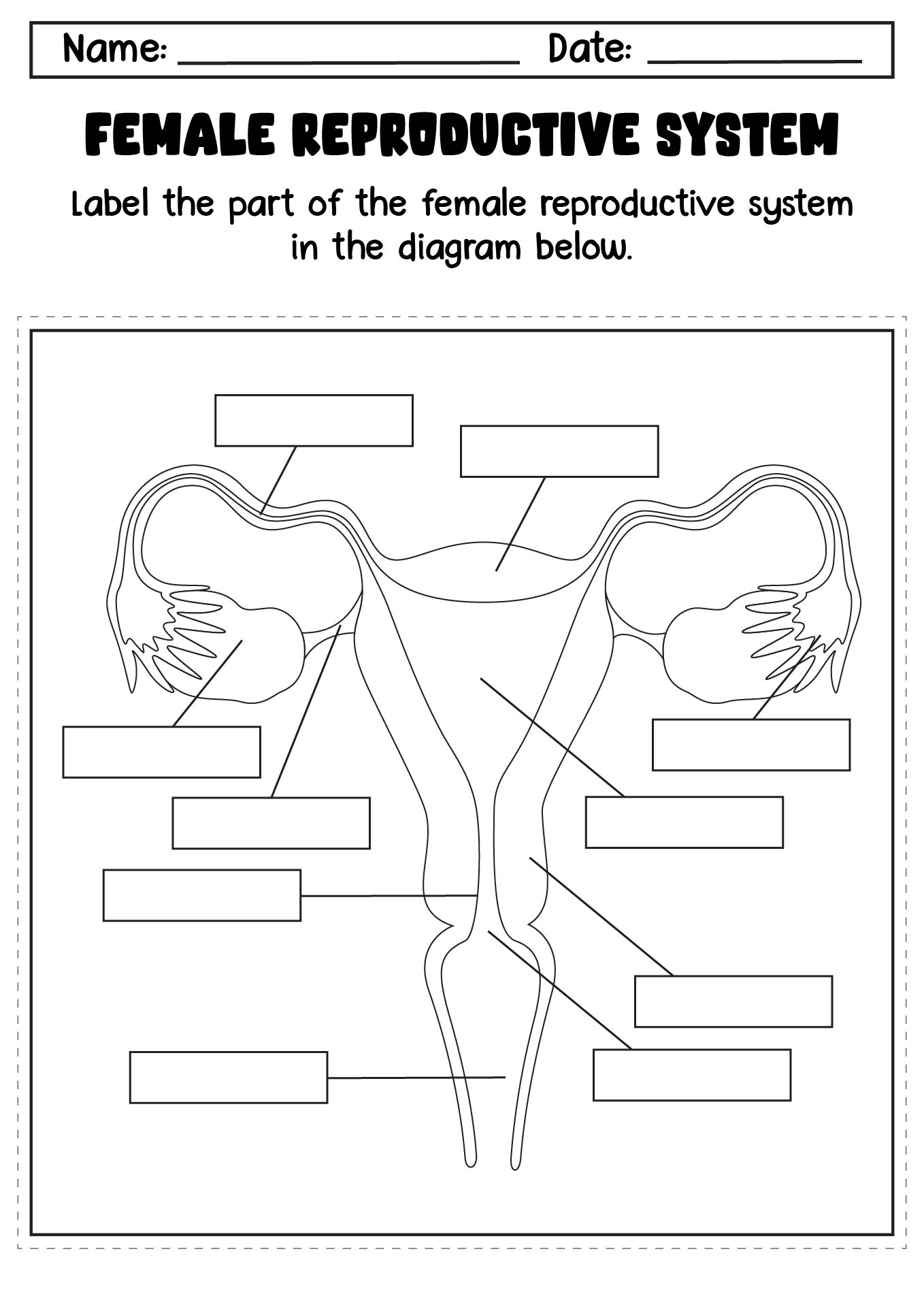 17 Best Images Of Worksheets Human Anatomy Muscular System Diagram 