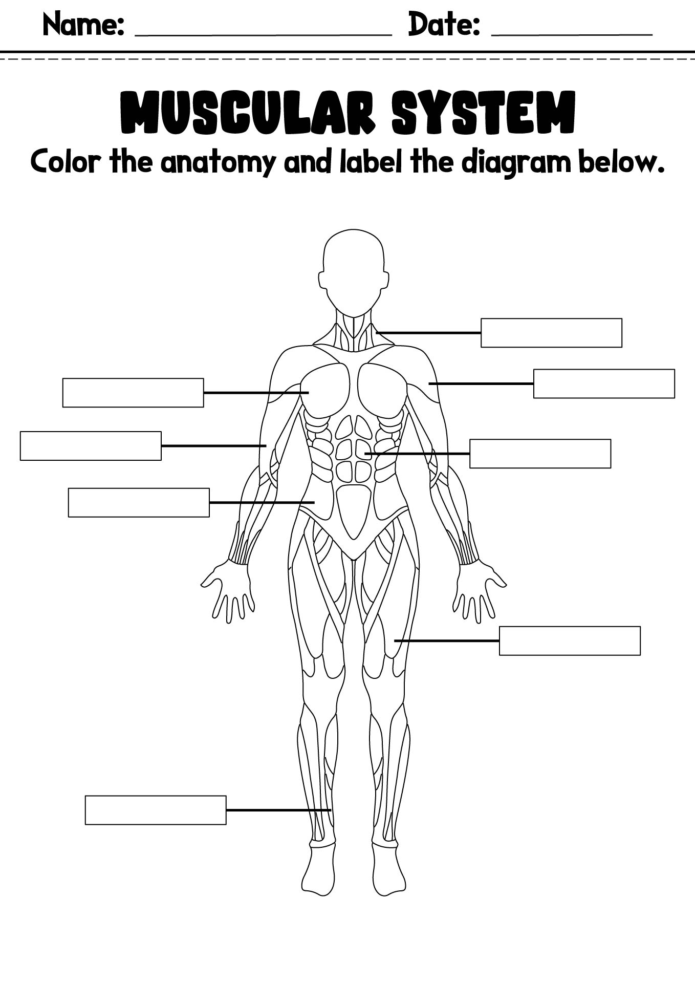 17 Best Images Of Worksheets Human Anatomy Muscular System Diagram 