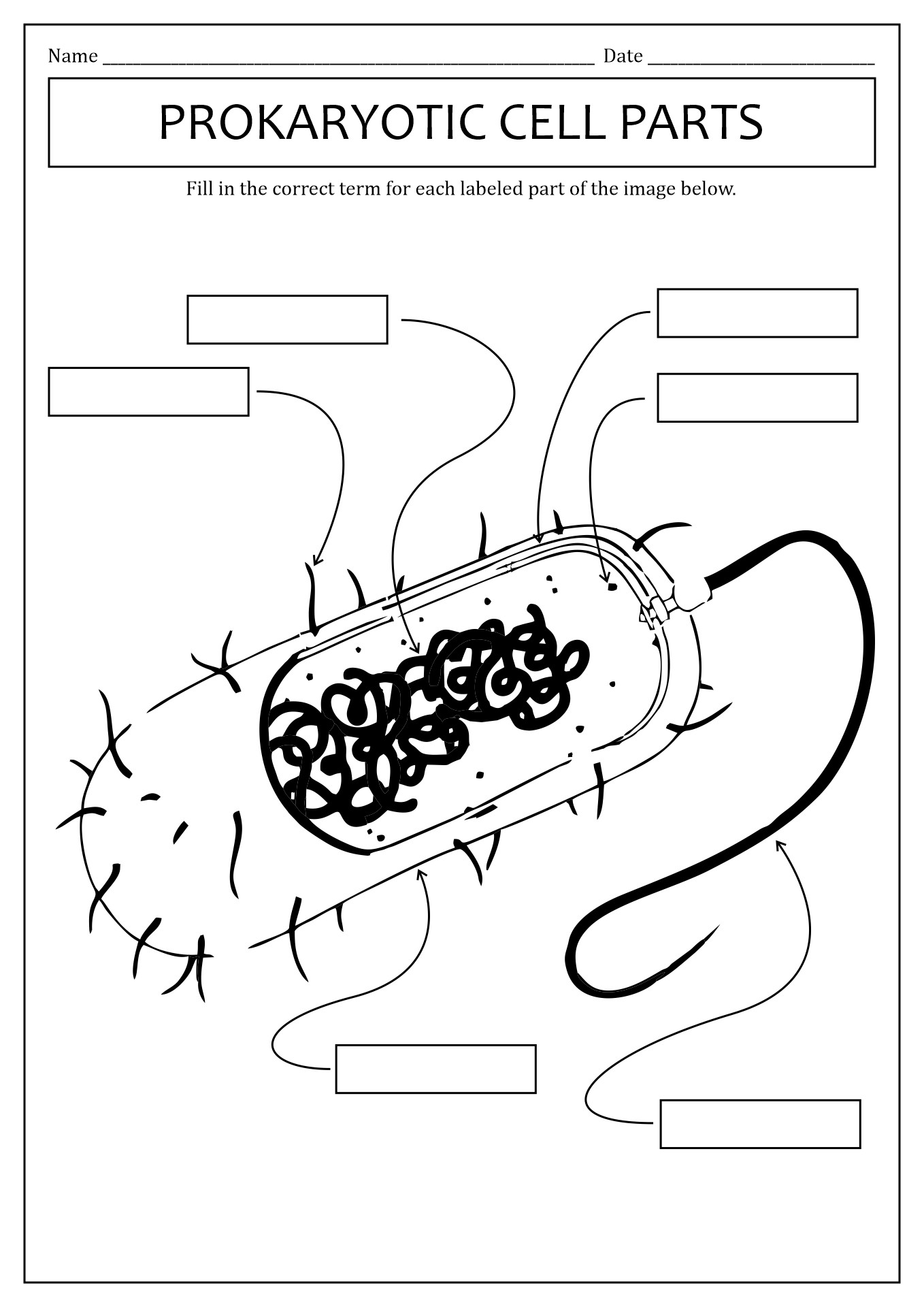 12 Best Images Of Science Worksheets All Cells 7th Grade Life Science 12 Best Images Of Science Worksheets All Cells 7th Grade Life Science
