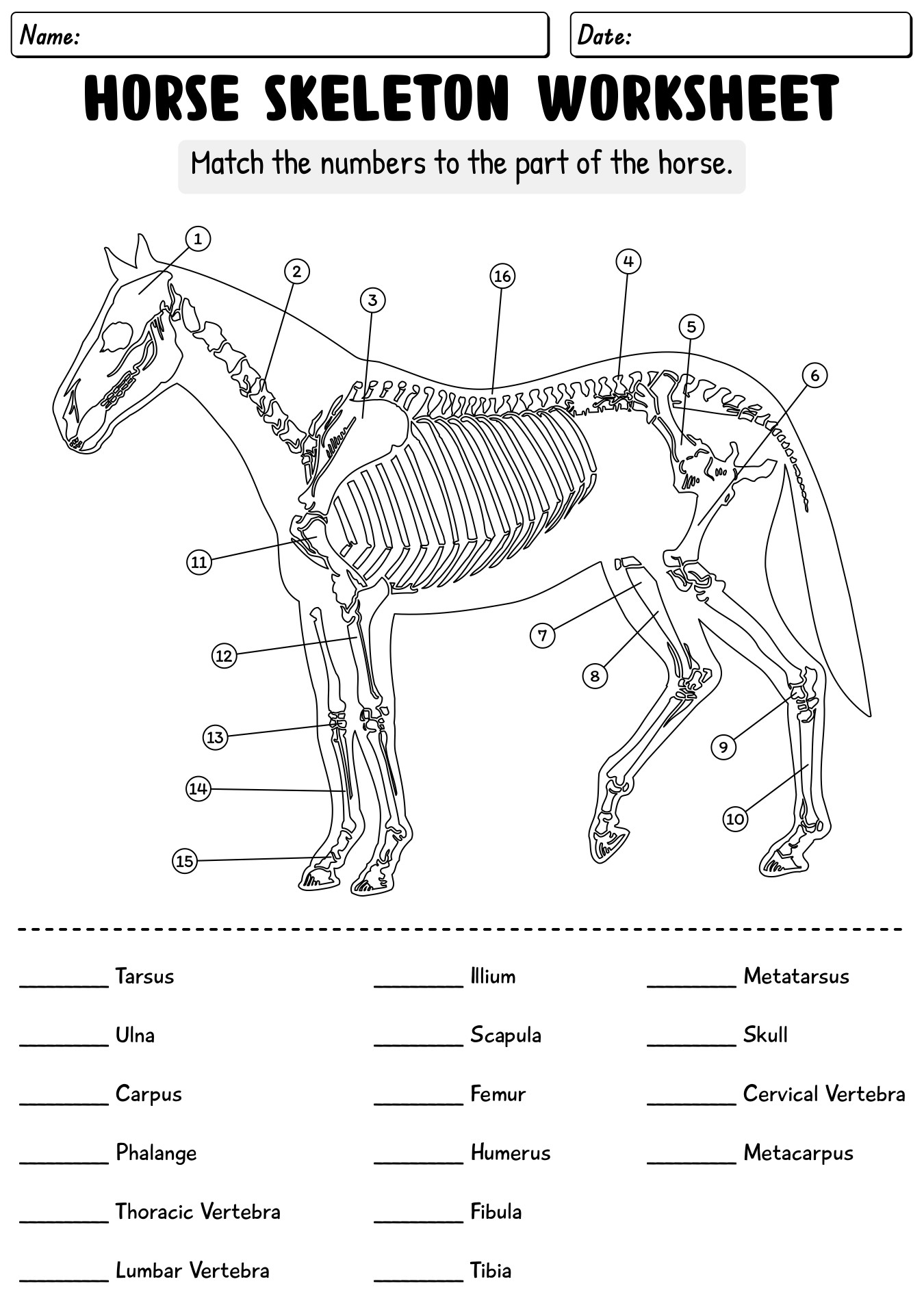13 Printable Skeleton Worksheets Worksheeto
