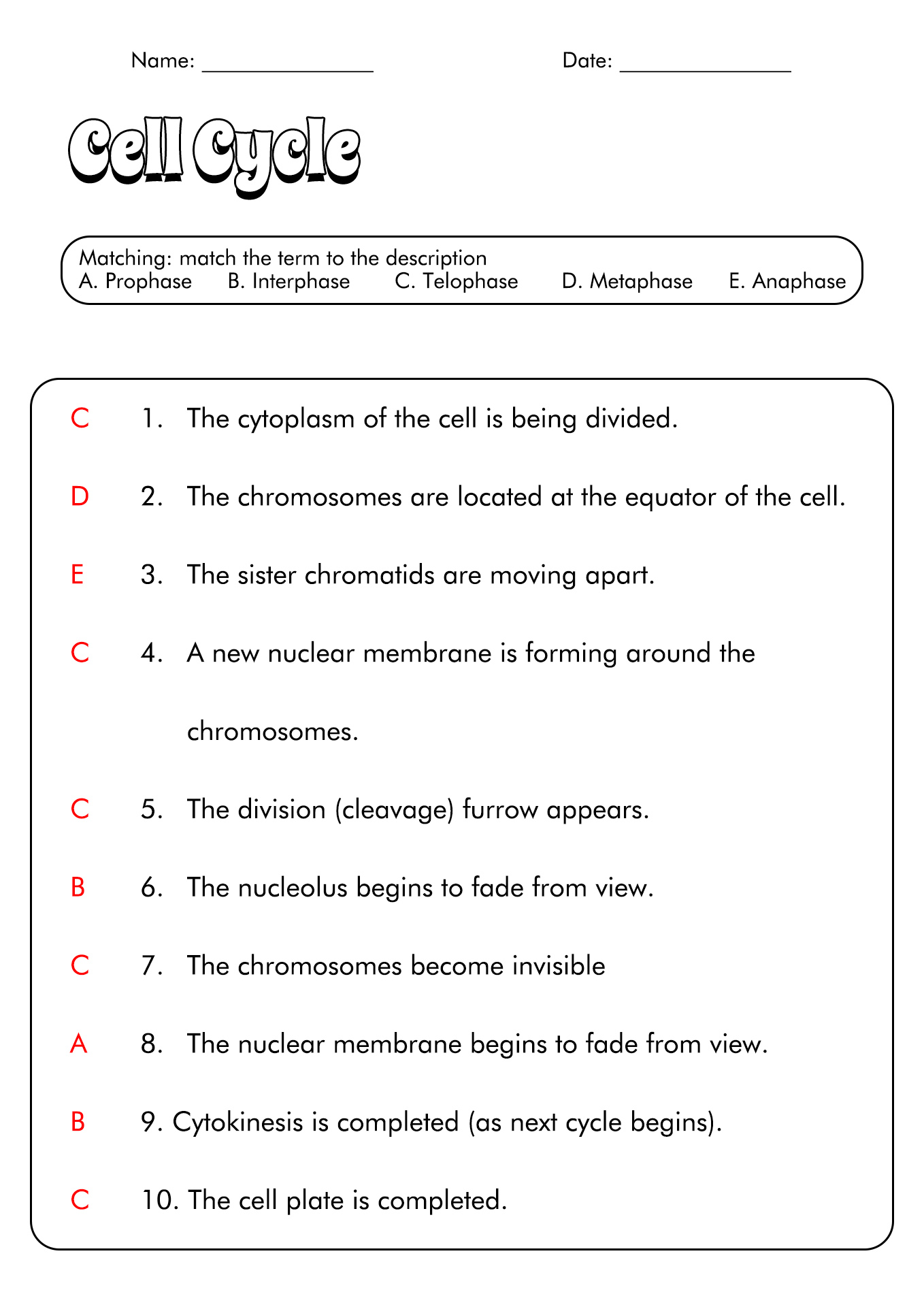 15 Onion Cell Mitosis Worksheet Answers Free PDF At Worksheeto