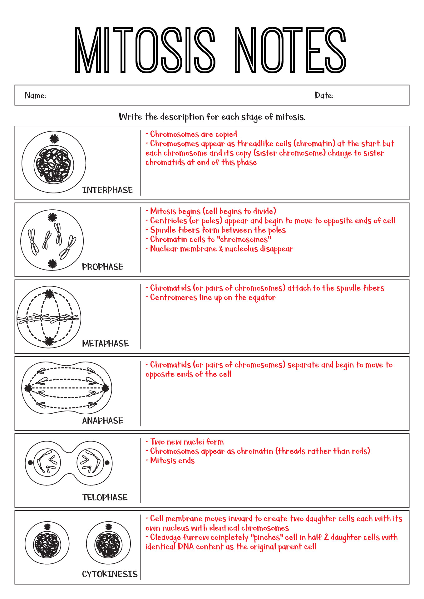 13 Identify Stages Of Mitosis Worksheet Worksheeto