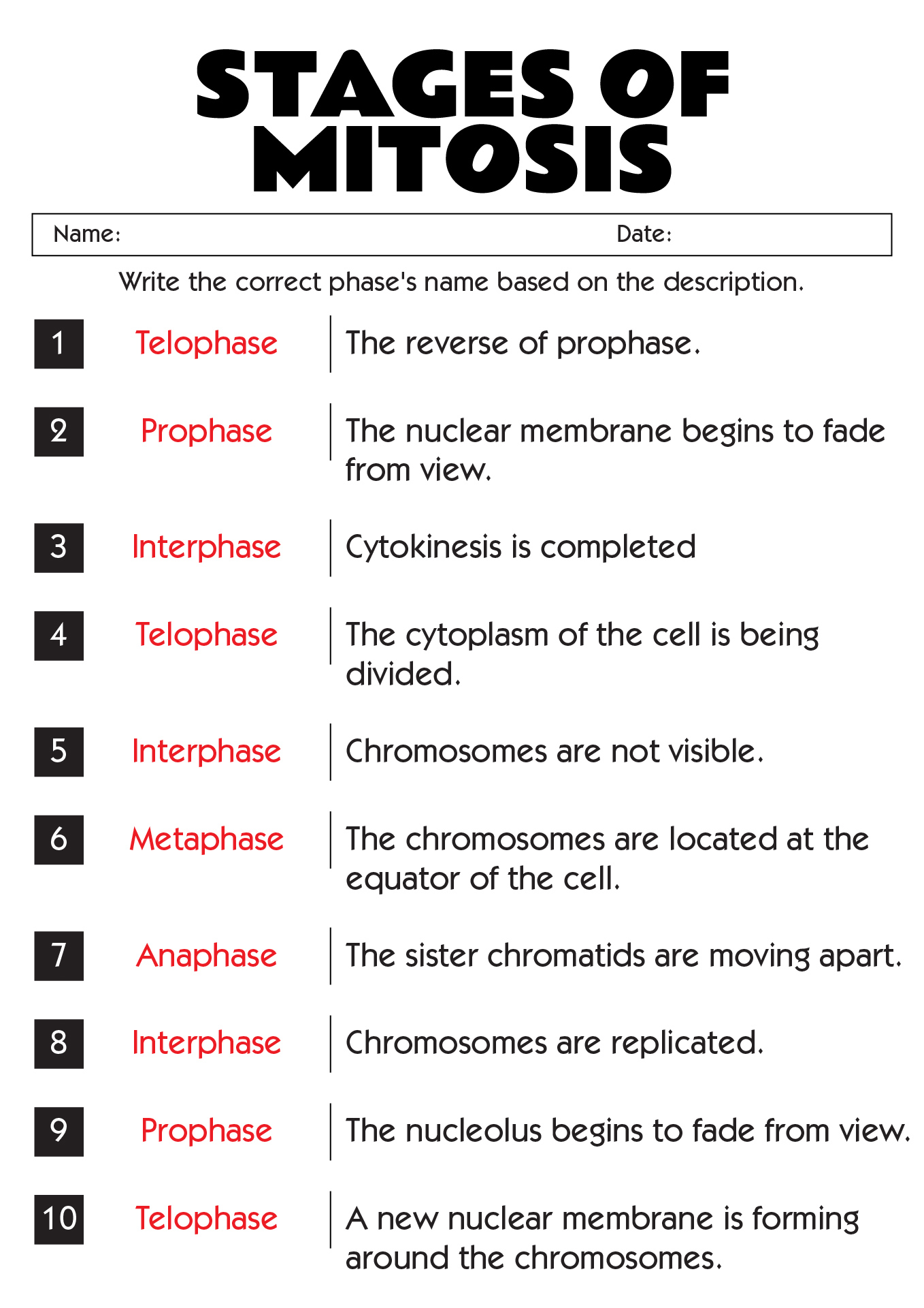 13 Identify Stages Of Mitosis Worksheet Free PDF At Worksheeto