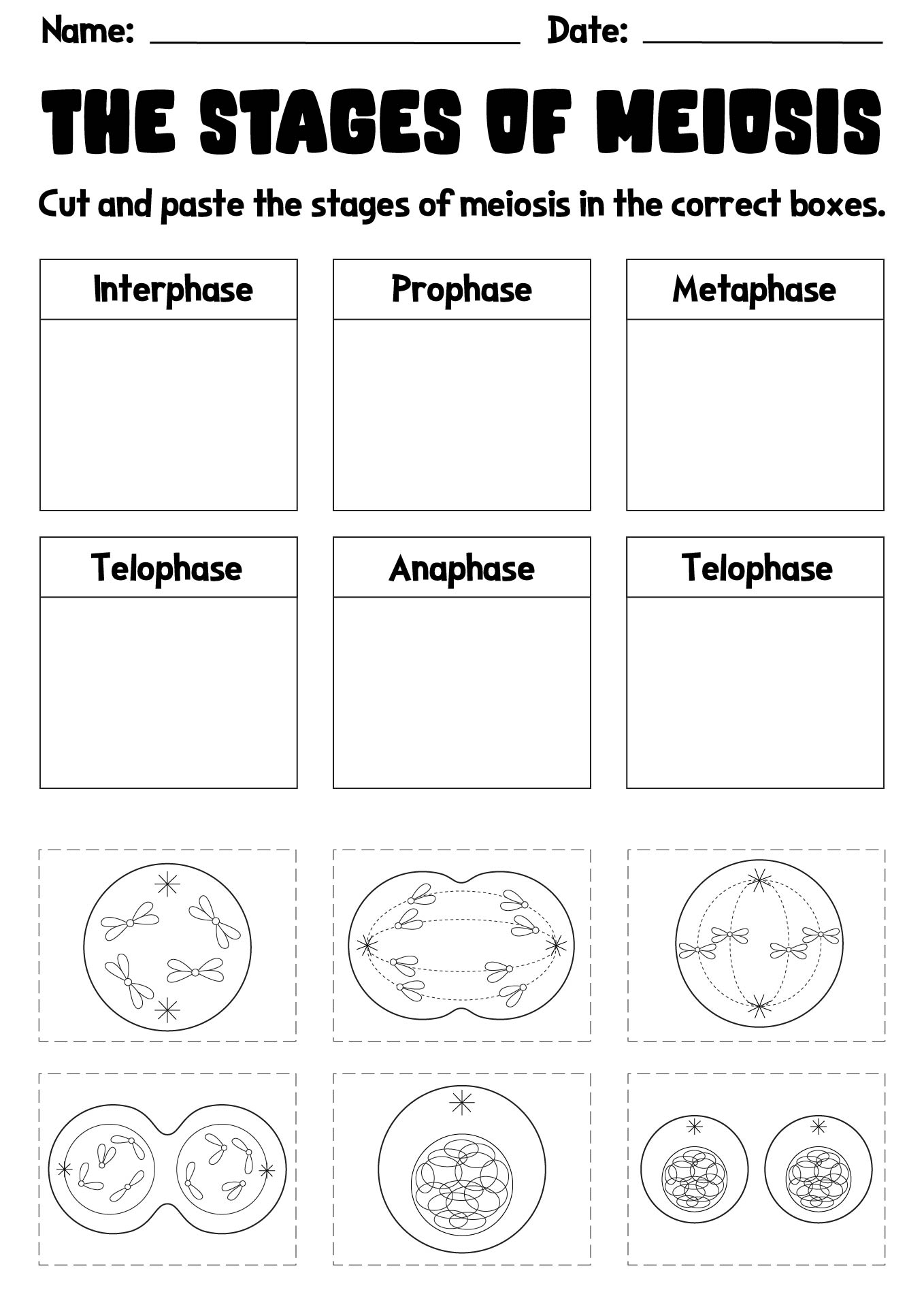 17 Phases Of Meiosis Worksheet Worksheeto 17 Phases Of Meiosis Worksheet Worksheeto