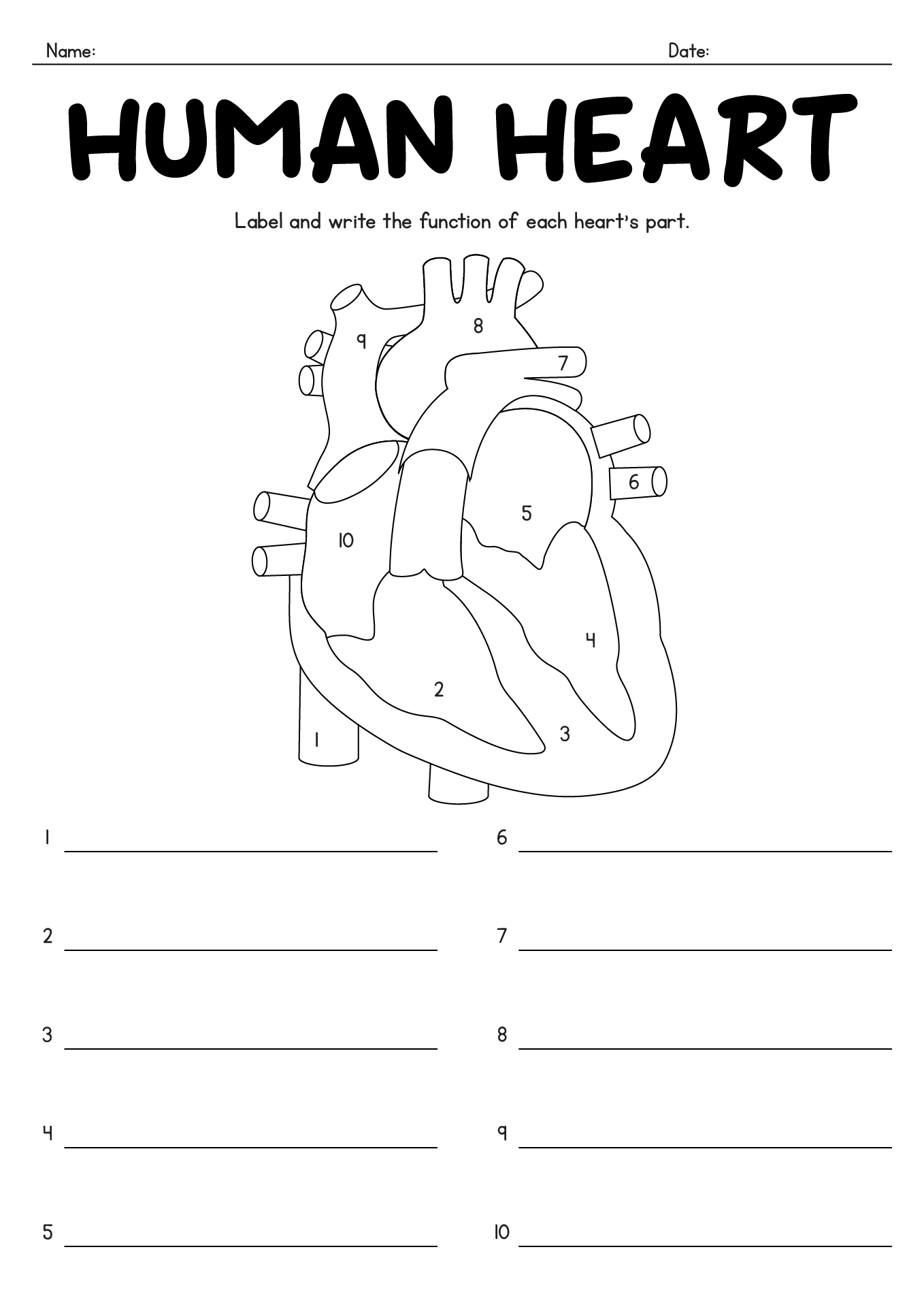 17 Worksheets Human Anatomy Worksheeto